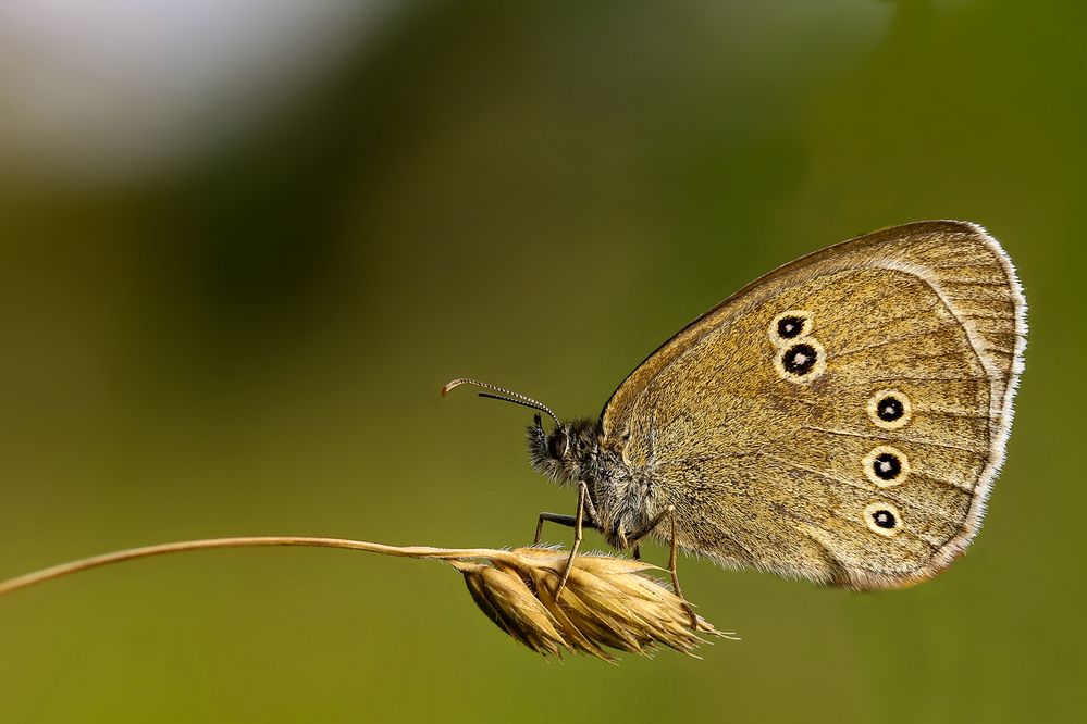 Brauner Waldvogel Foto & Bild | tiere, wildlife, schmetterlinge Bilder ... Brauner Waldvogel Foto & Bild | tiere, wildlife, schmetterlinge Bilder ...