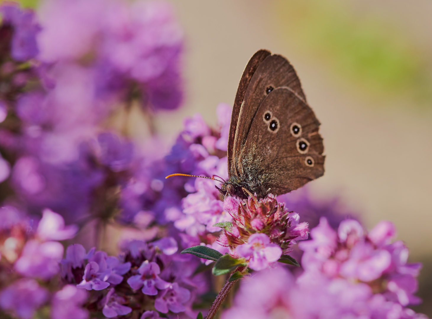 Brauner Waldvogel Foto & Bild | natur, insekten, tiere Bilder auf ... Brauner Waldvogel Foto & Bild | natur, insekten, tiere Bilder auf ...