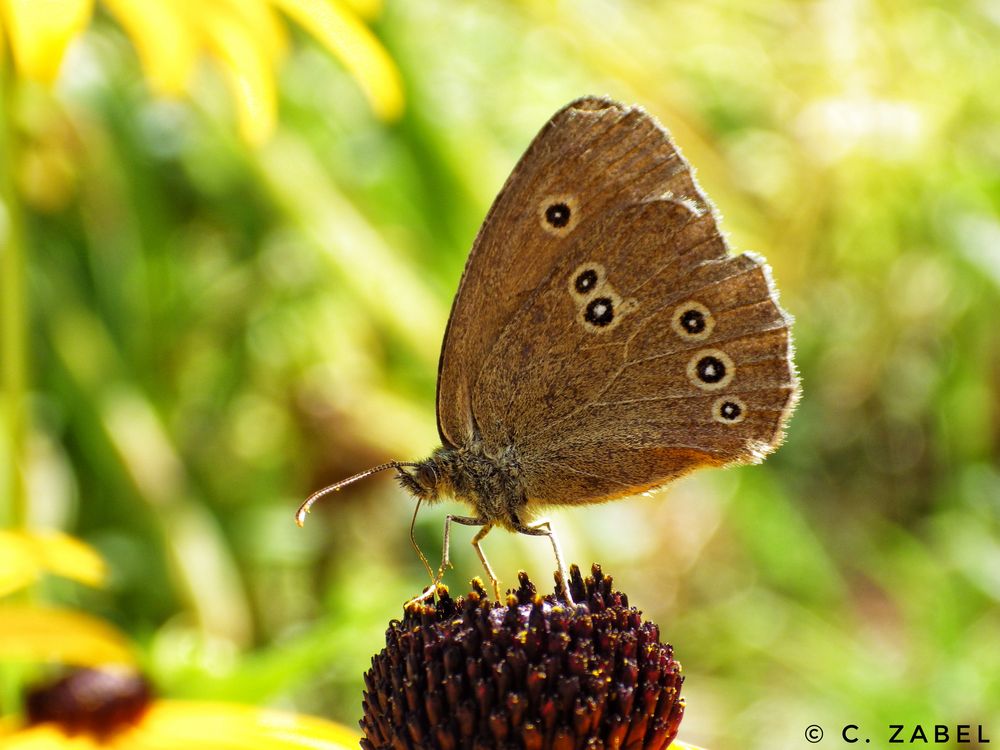 Brauner Waldvogel Foto & Bild | fotos, natur, insekten Bilder auf ... Brauner Waldvogel Foto & Bild | fotos, natur, insekten Bilder auf ...