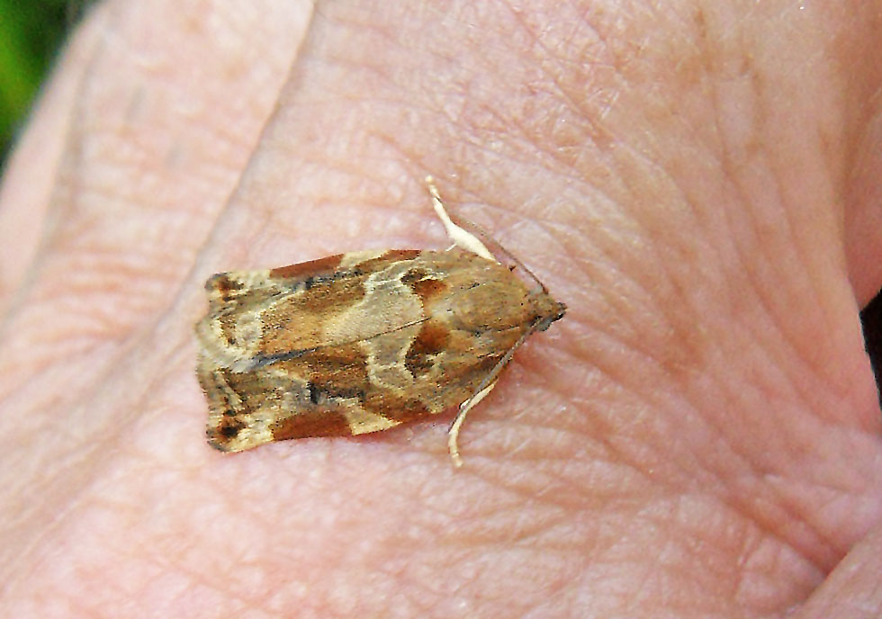 Braunfleckiger Wickler Foto & Bild | natur, insekten, tiere Bilder auf ...