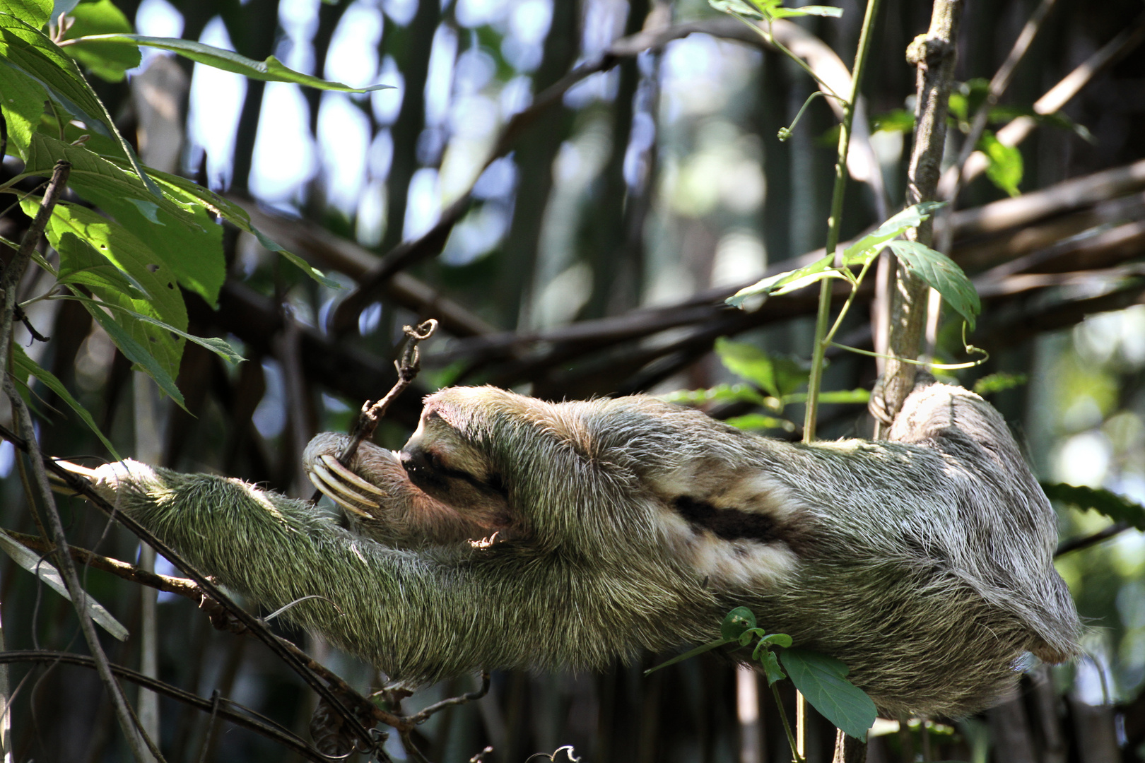 Braunkehl-Faultier Foto & Bild | natur, tiere, wildlife Bilder auf ...