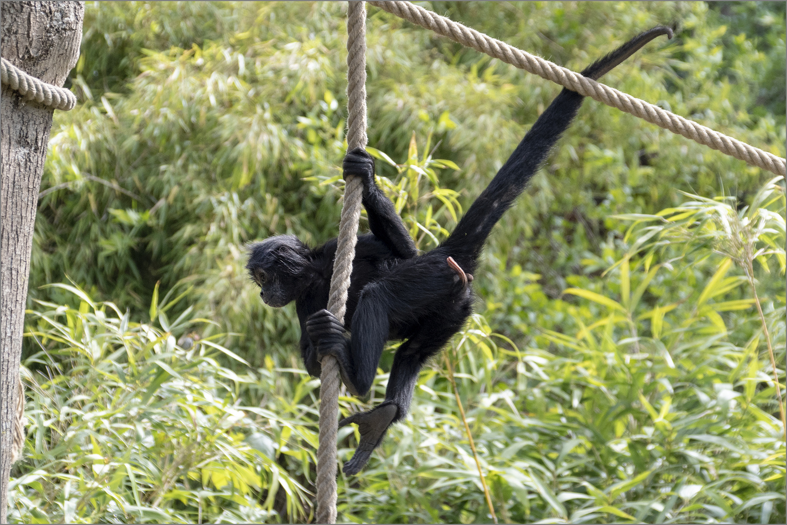 Braunkopf-Klammeraffe Foto & Bild | tiere, zoo, wildpark & falknerei ...