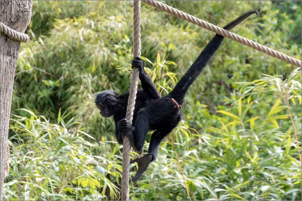 Braunkopf-Klammeraffe Foto & Bild | tiere, zoo, wildpark & falknerei ...