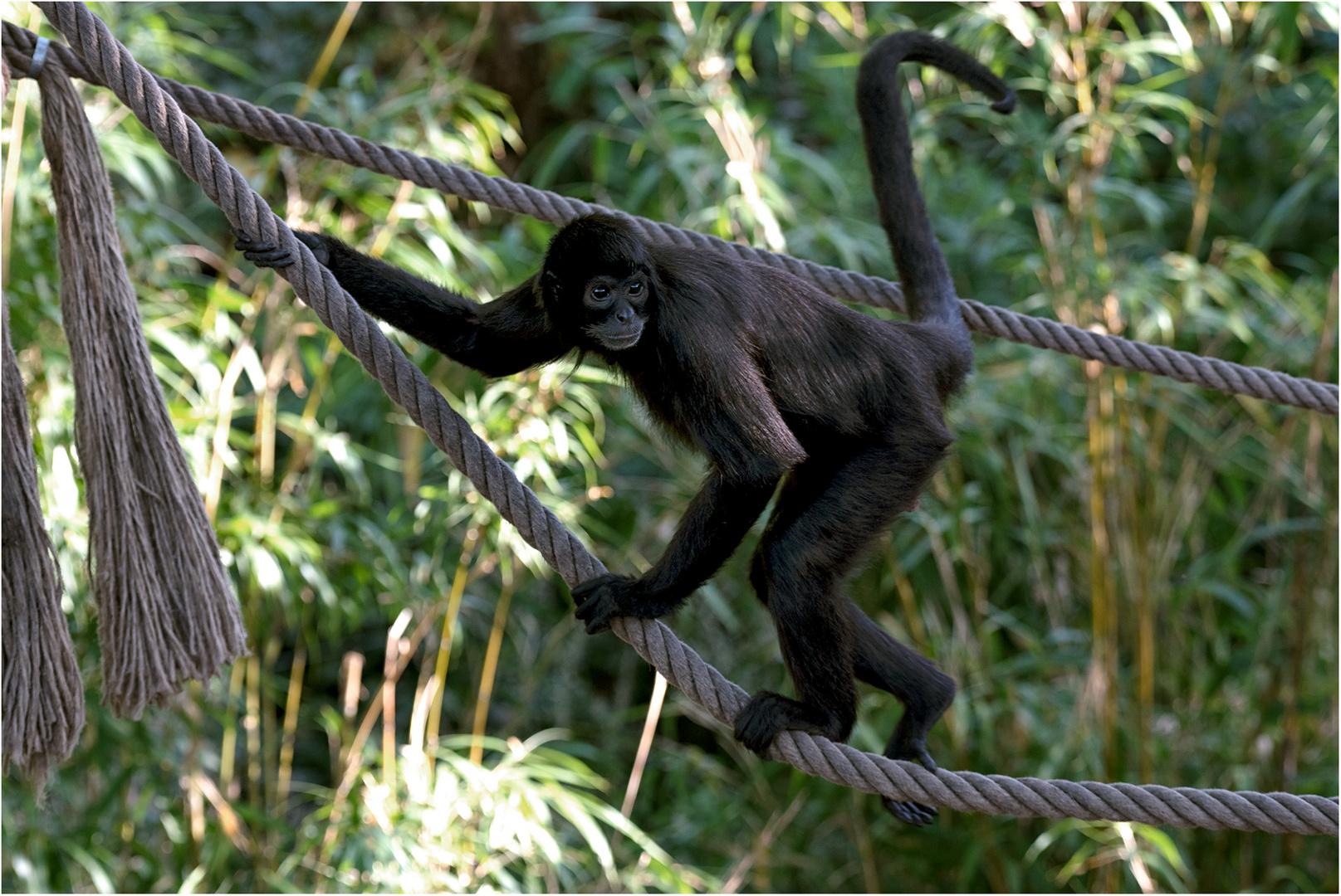 Braunkopf-Klammeraffe Foto & Bild | natur, porträt, zoo Bilder auf ...