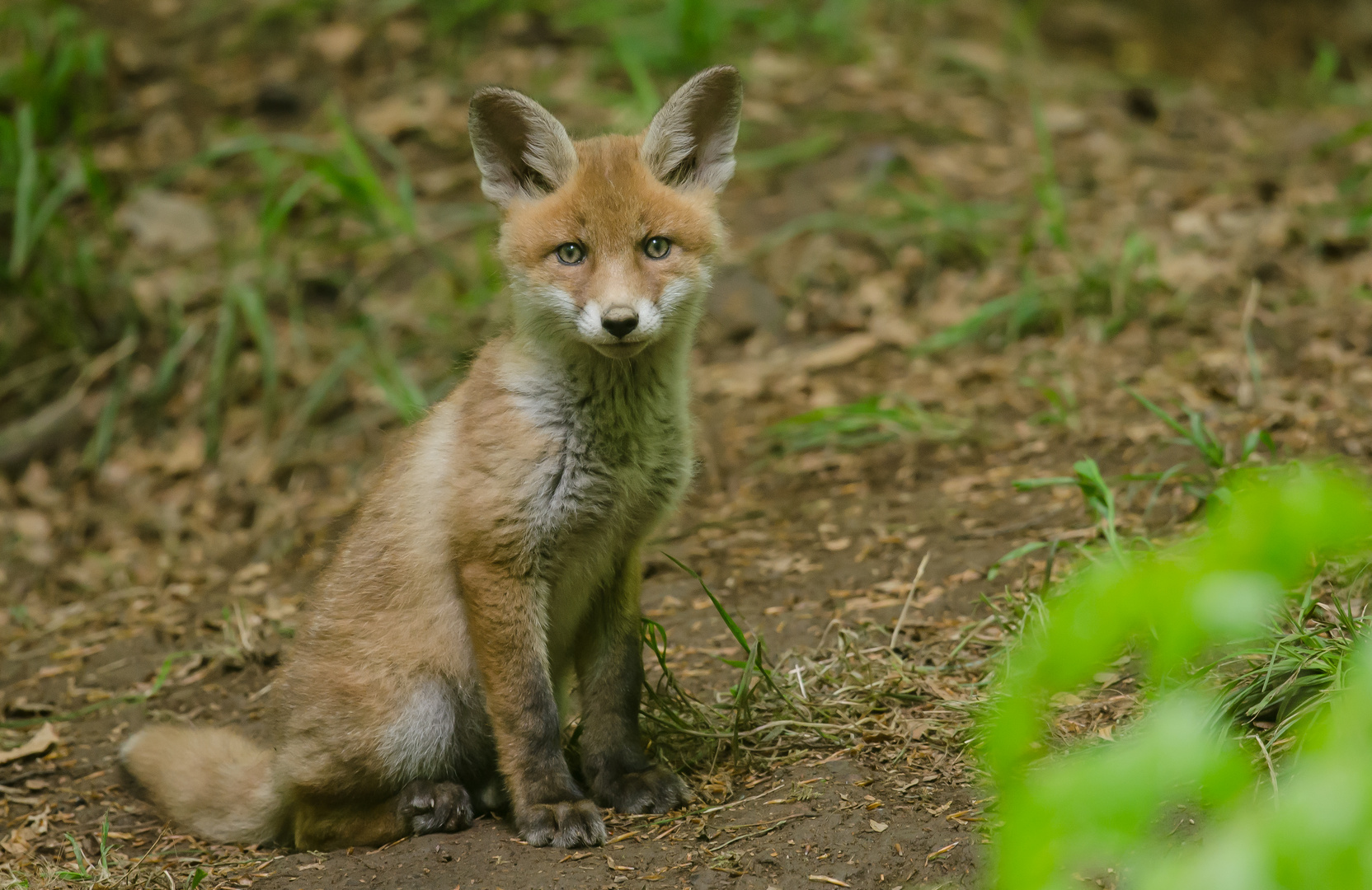Brav Foto & Bild | tiere, wildlife, säugetiere Bilder auf fotocommunity