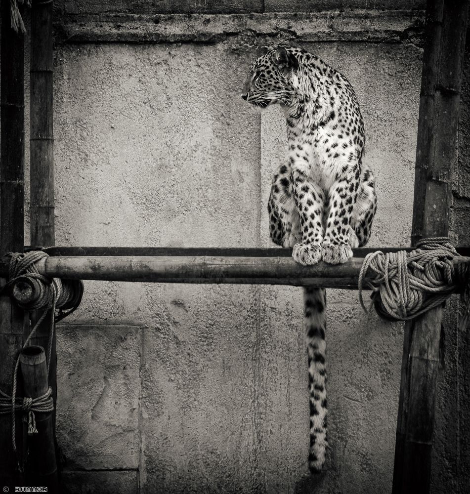 brav auf dem Platz Foto & Bild | tiere, zoo, wildpark & falknerei ...