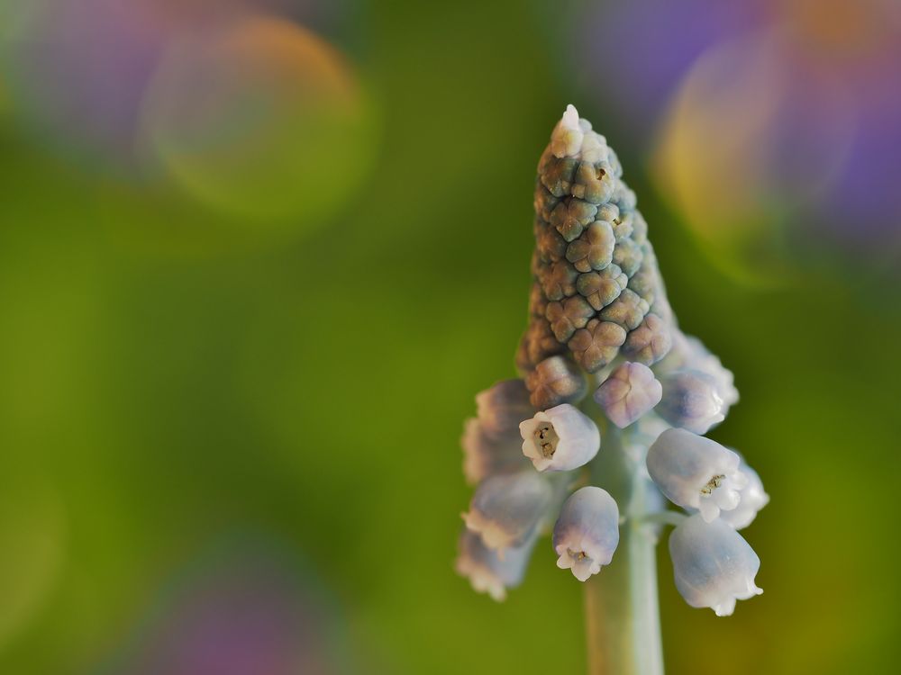 breath of spring...... Foto & Bild | pflanzen, makro, frühling Bilder ...