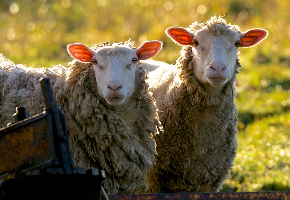 Brebis. photo et image | nature, animaux, québec Images fotocommunity