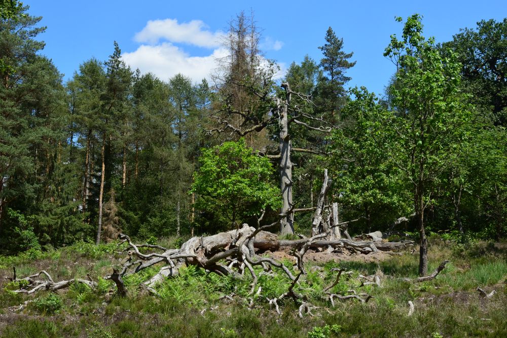 Breeser Grund Foto & Bild | natur, totholz, landschaft Bilder auf ...