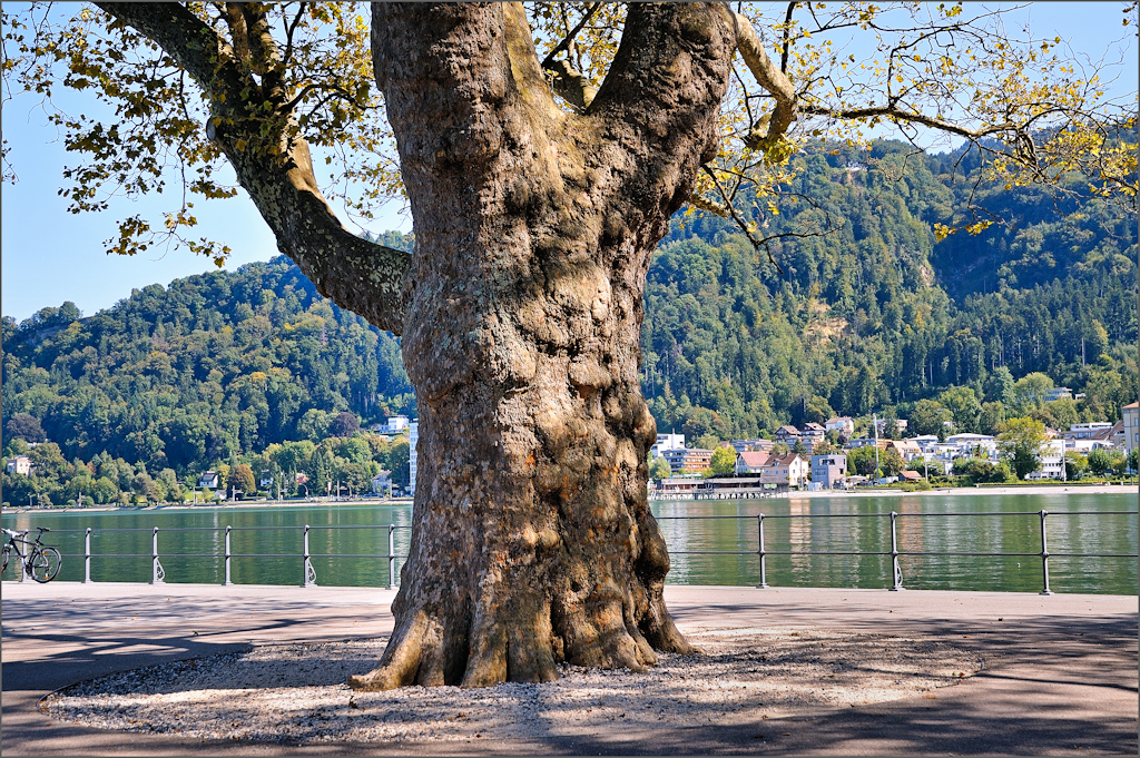 Bregenz- Alter Baum Foto & Bild | world, baum, österreich Bilder auf fotocommunity