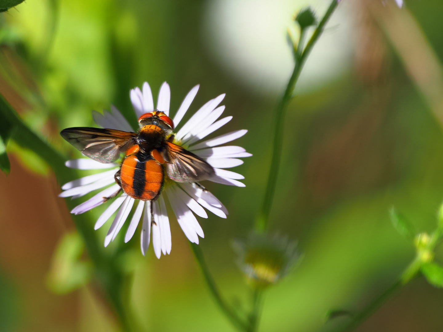 Breitflügelige Raupenfliege Foto & Bild | tiere, wildlife, insekten ...
