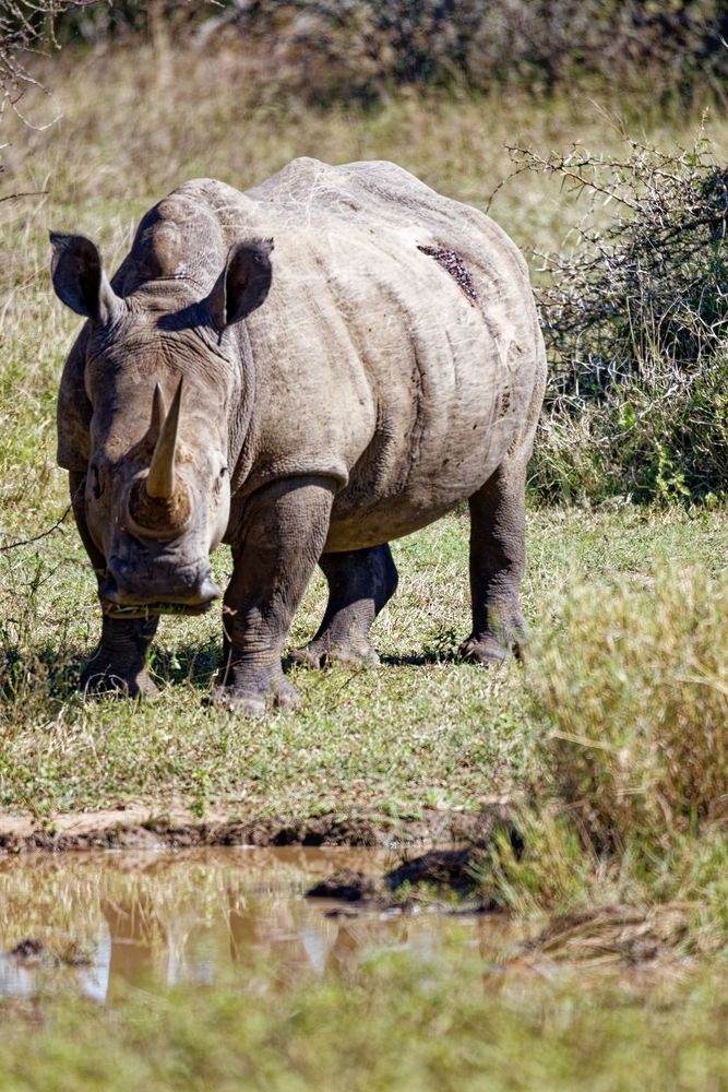 Breitmaulnashorn_1 Foto & Bild | world, natur, south africa Bilder auf fotocommunity
