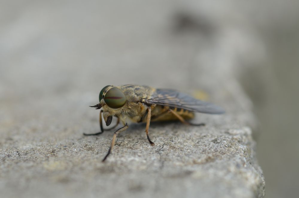 Bremse Foto & Bild | tiere, wildlife, insekten Bilder auf fotocommunity