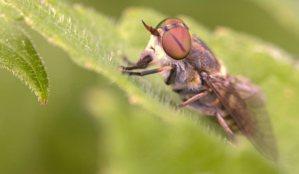 Bremse Foto & Bild | tiere, wildlife, insekten Bilder auf fotocommunity