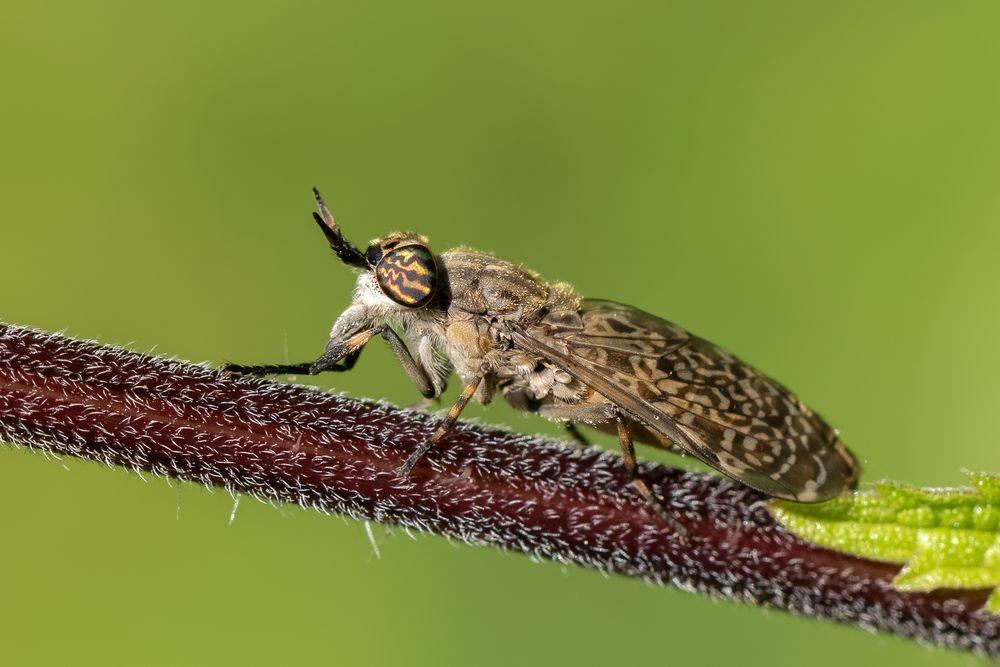 Bremse Foto & Bild | tiere, wildlife, insekten Bilder auf fotocommunity