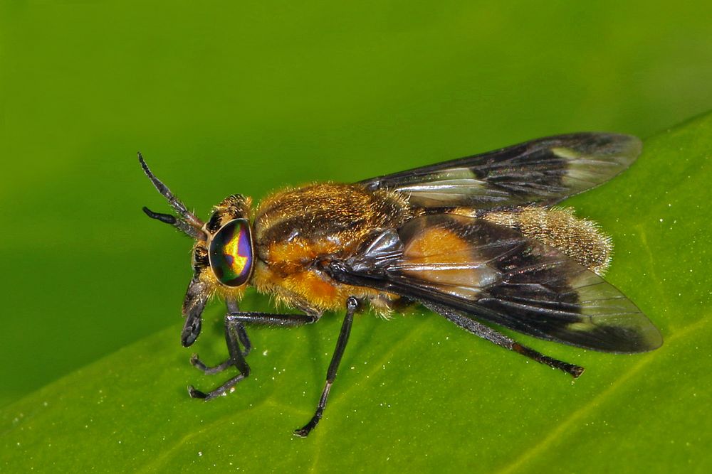 Bremse Foto & Bild | andere insekten, fotos, makro Bilder auf fotocommunity