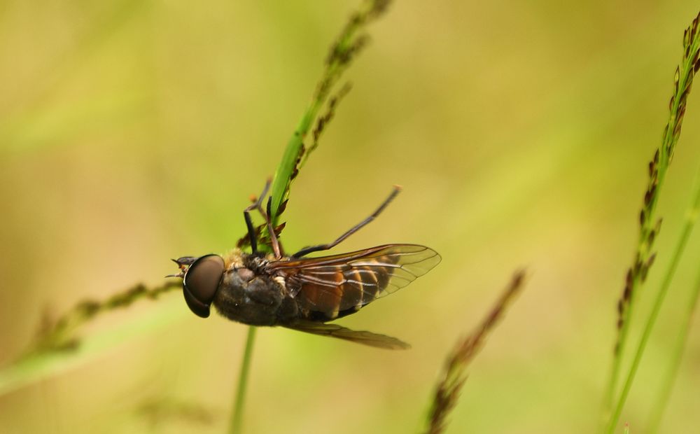 Bremse Foto & Bild | tiere, wildlife, insekten Bilder auf fotocommunity