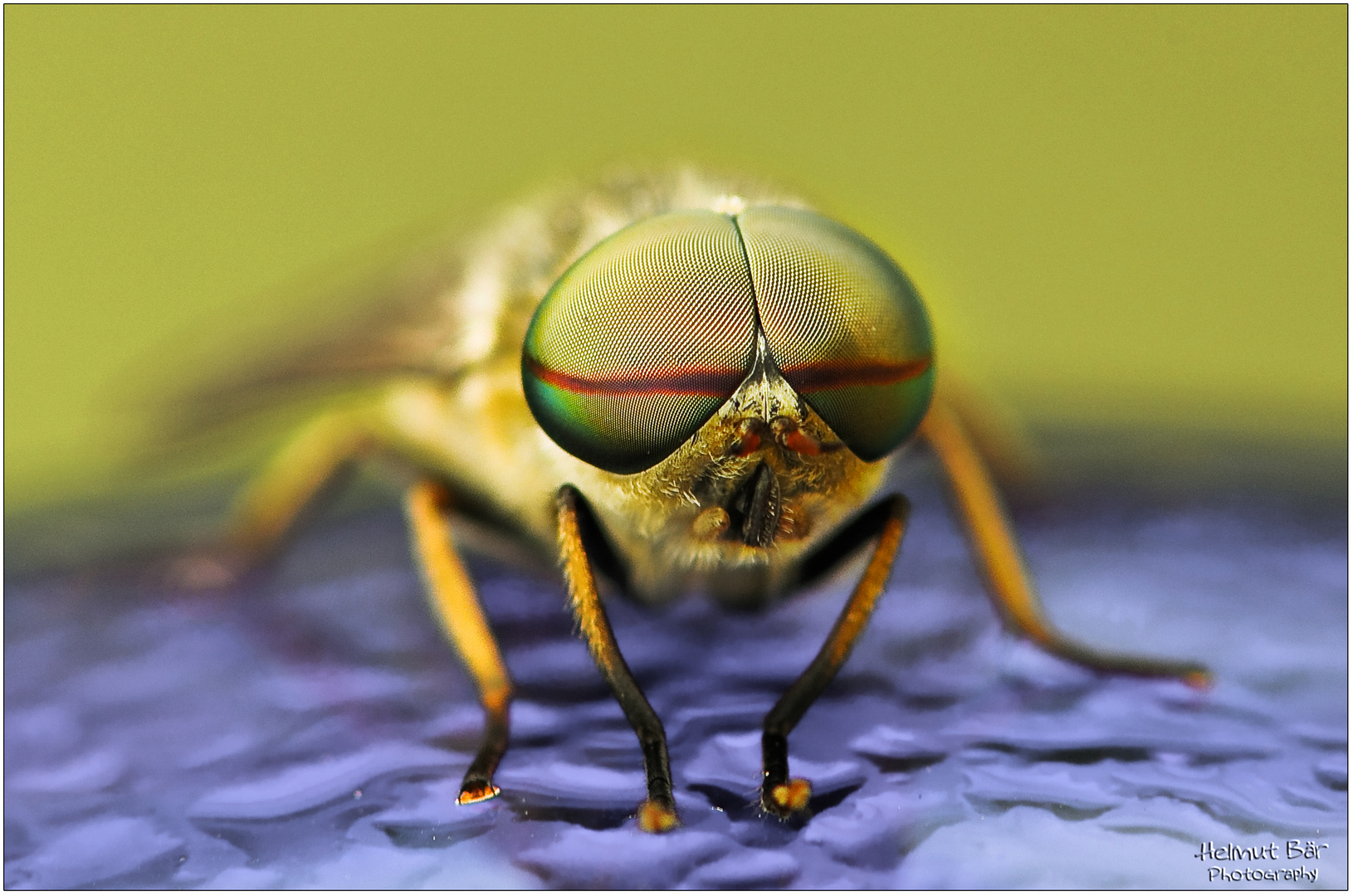 Bremse Foto & Bild | tiere, wildlife, insekten Bilder auf fotocommunity