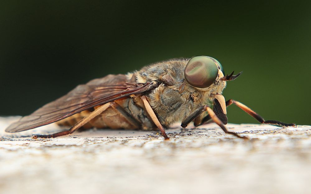 Bremse ? Foto & Bild | tiere, wildlife, insekten Bilder auf fotocommunity