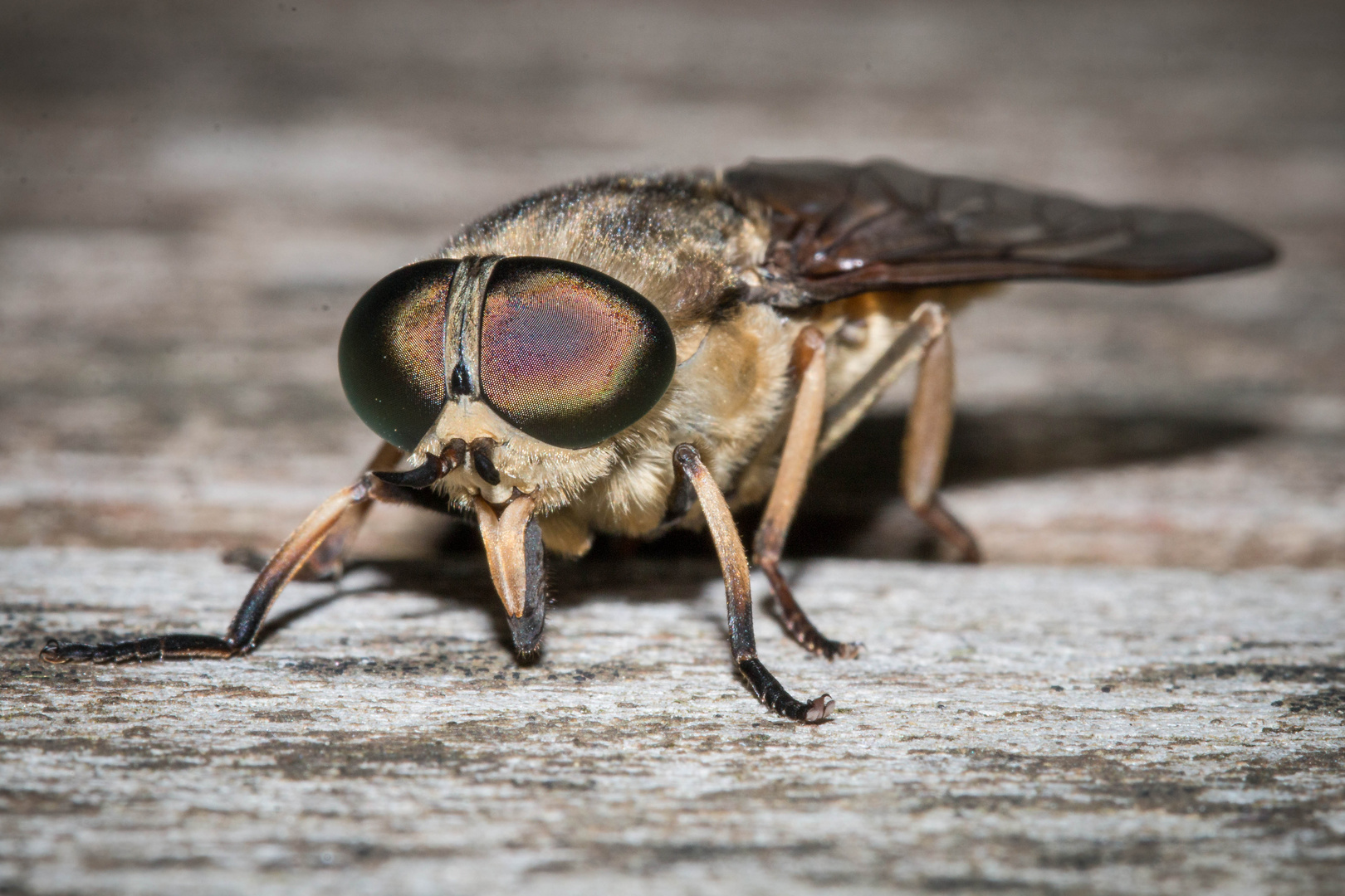 Bremse oder Dasselfliege? Foto & Bild | makro, natur, fliegen Bilder ...