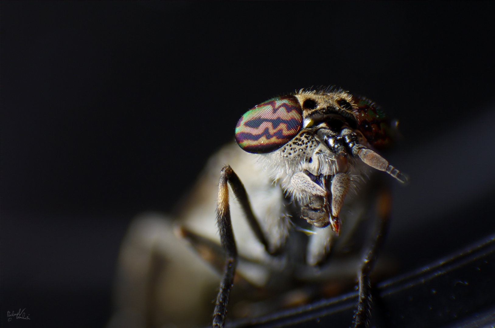 Bremse (Tabanidae) Foto & Bild | tiere, wildlife, insekten Bilder auf ...