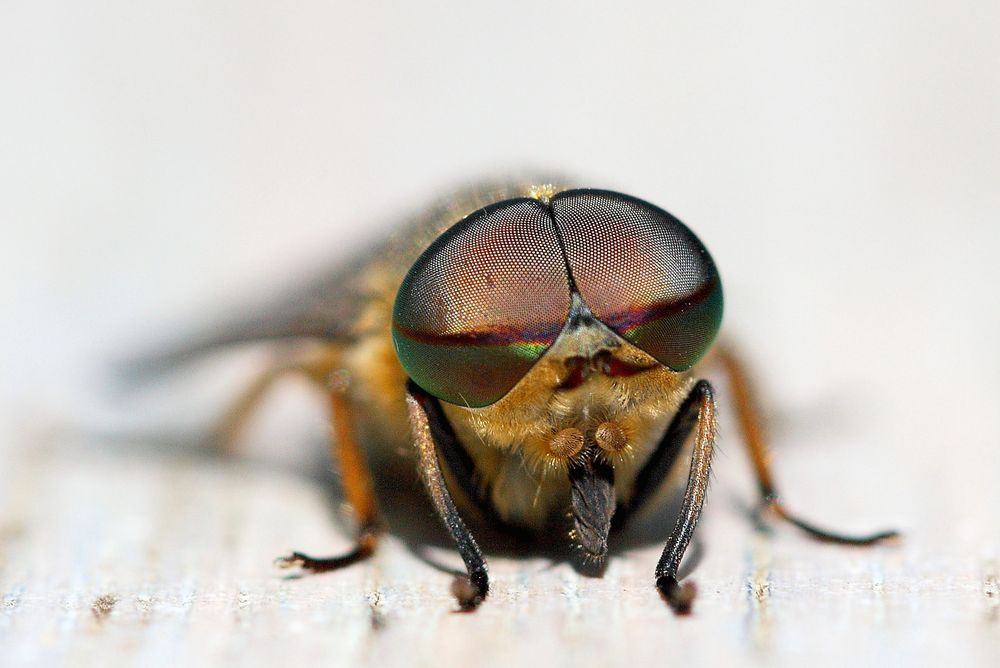 Bremsen d Foto & Bild | tiere, wildlife, insekten Bilder auf fotocommunity