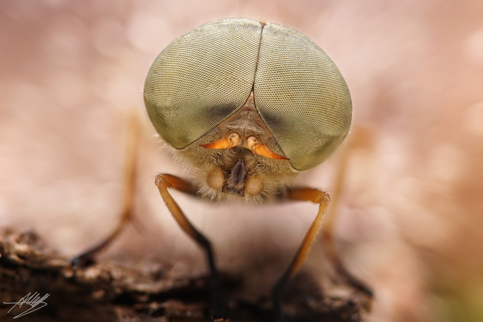 Bremsenmännchen - Atylotus rusticus Foto & Bild | tiere, wildlife ...