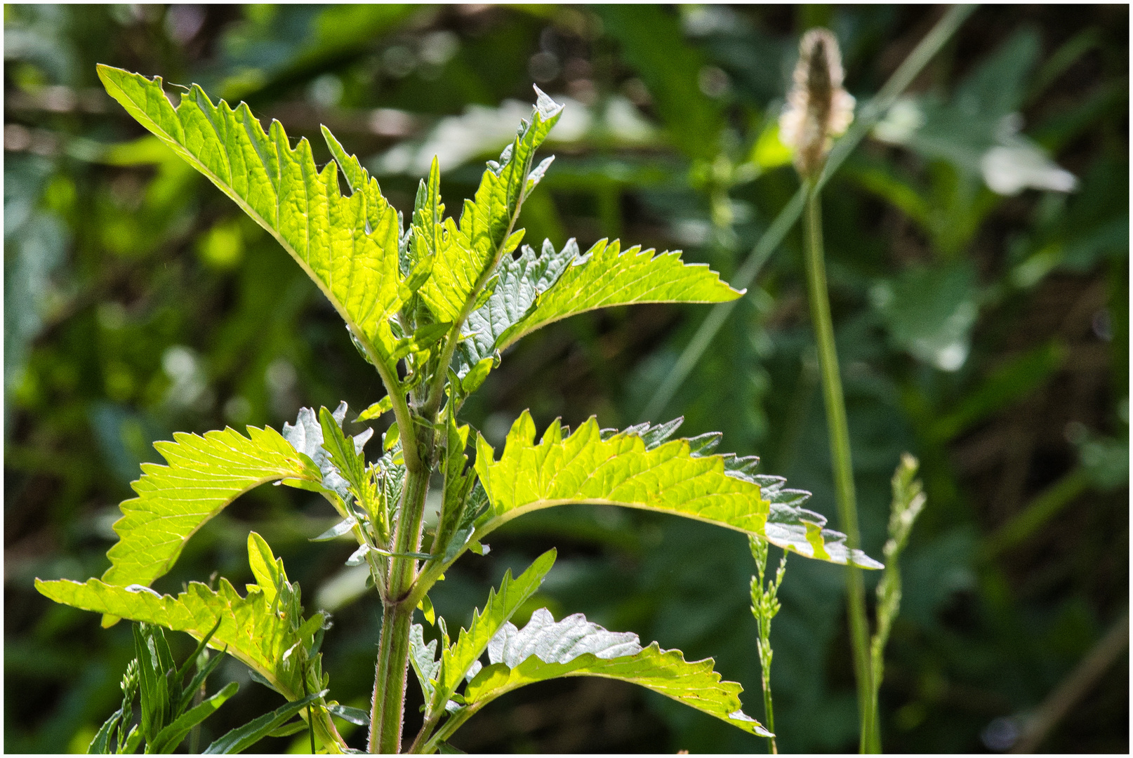 Brennessel Foto & Bild | frühling, jahreszeit, natur Bilder auf ...