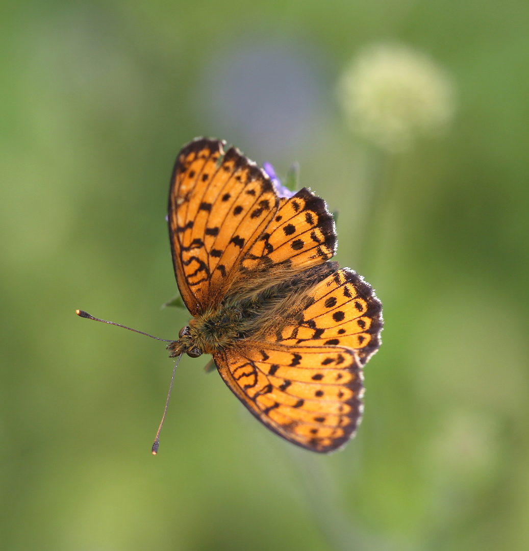 Brenthis ino Foto & Bild | tiere, wildlife, schmetterlinge Bilder auf ...