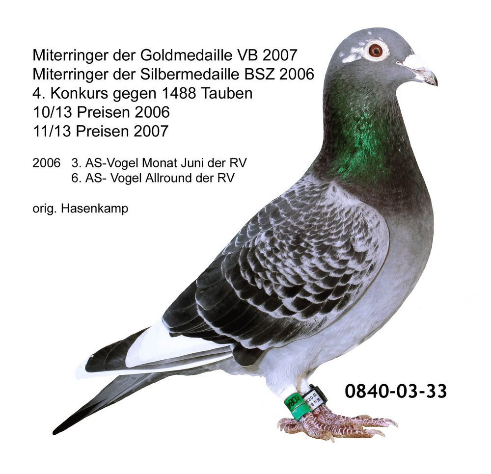 Brieftaube 33 Foto & Bild | tiere, haustiere, vögel Bilder auf ...