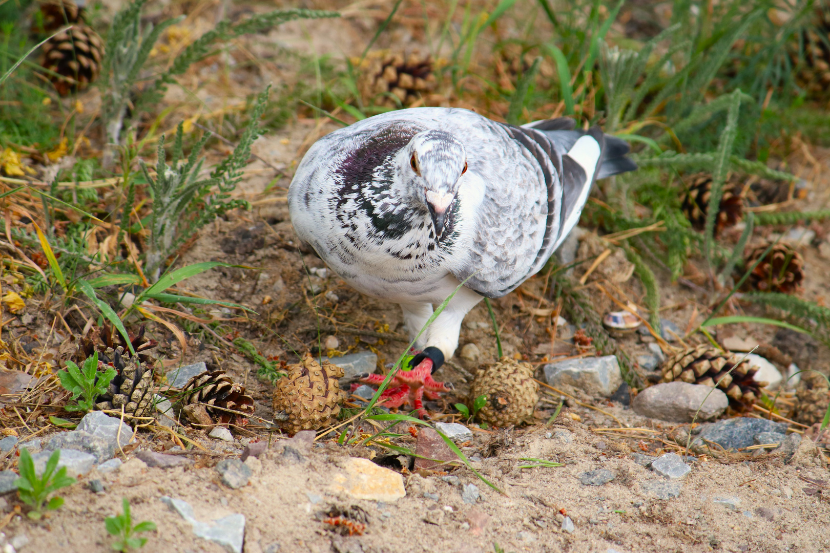 Brieftaube Foto & Bild | tiere, wildlife, wild lebende vögel Bilder auf ...