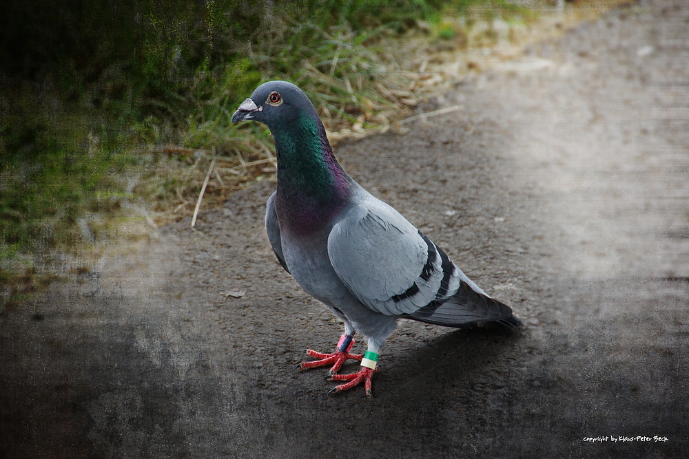 Brieftaube Foto & Bild | tiere, haustiere, vögel Bilder auf fotocommunity
