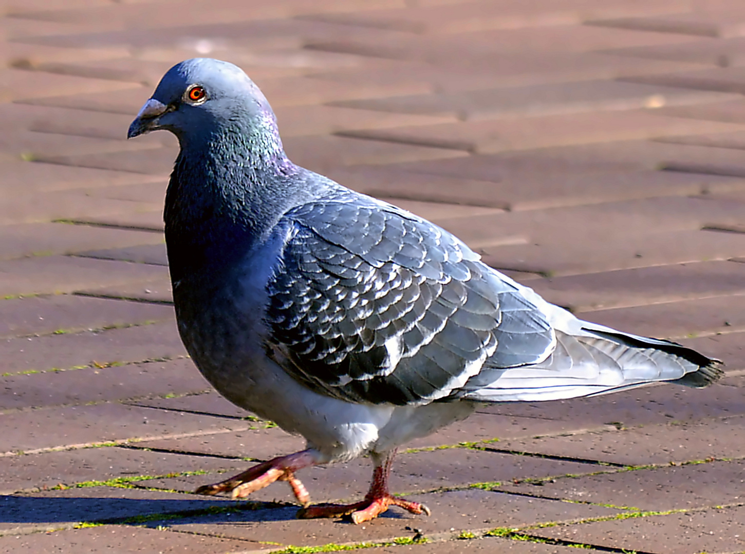 Brieftaube am Bahnhof Foto & Bild | tiere, haustiere, vögel Bilder auf ...