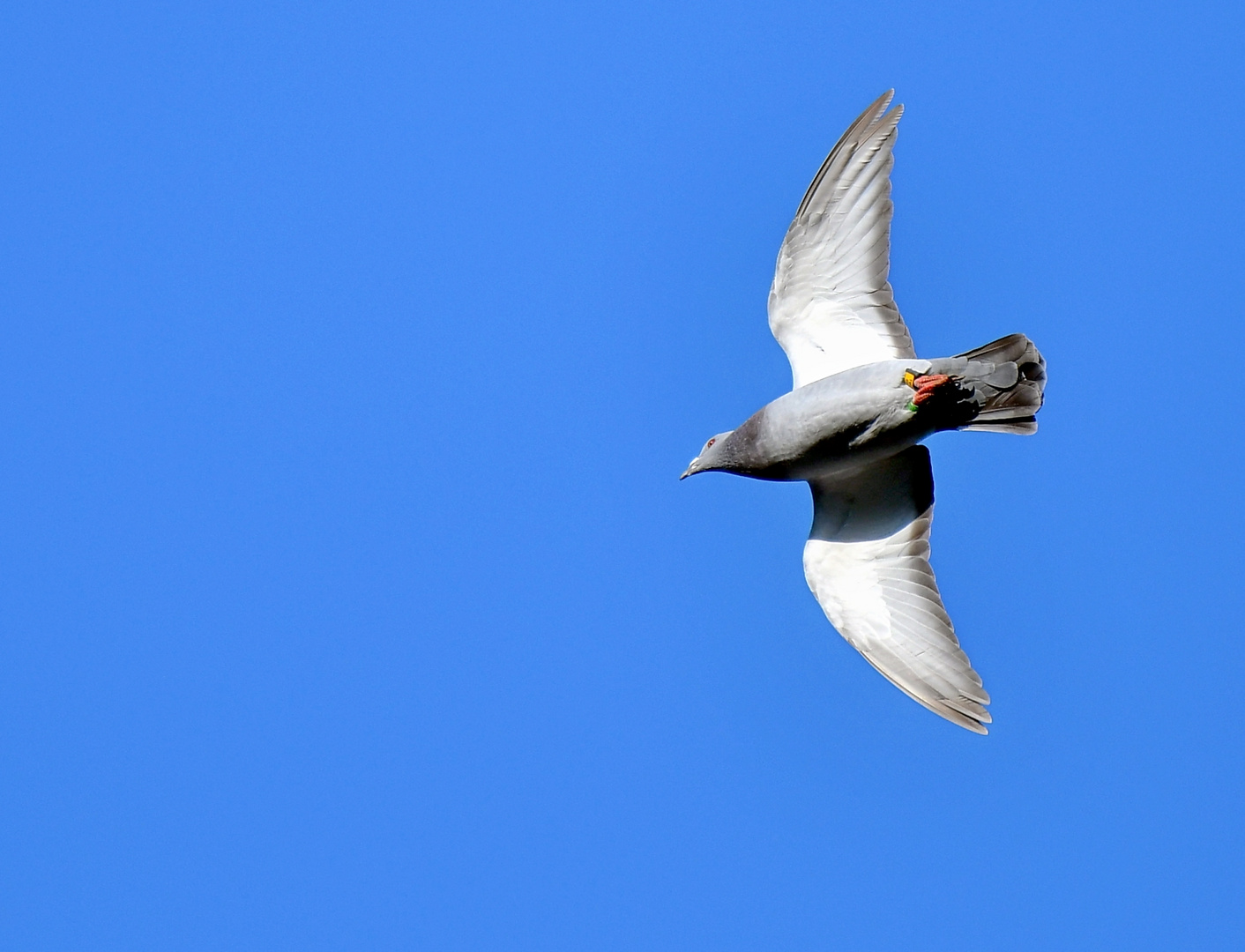 Brieftaube Foto & Bild | tiere, haustiere, vögel Bilder auf fotocommunity