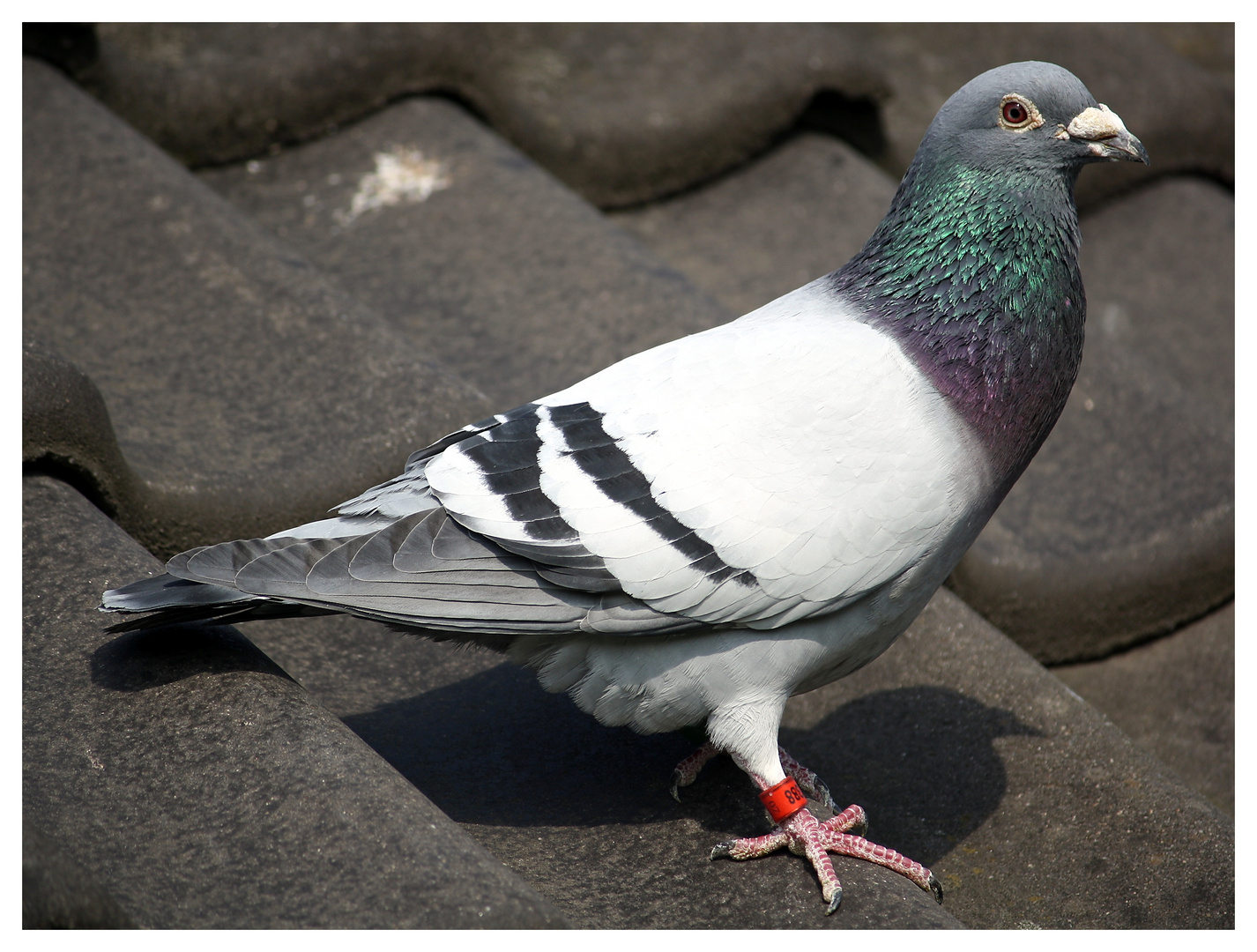 Brieftaube Foto & Bild | tiere, haustiere, nutztiere Bilder auf ...