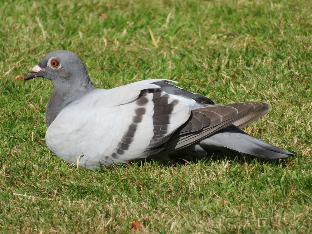 Brieftaube Foto & Bild | spezial, natur, tiere Bilder auf fotocommunity