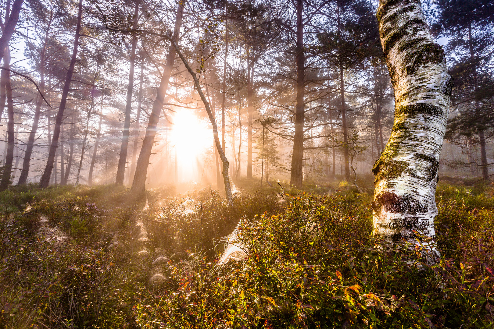 bright forest Foto & Bild | konstruktive bildbesprechung, nature, wald ...