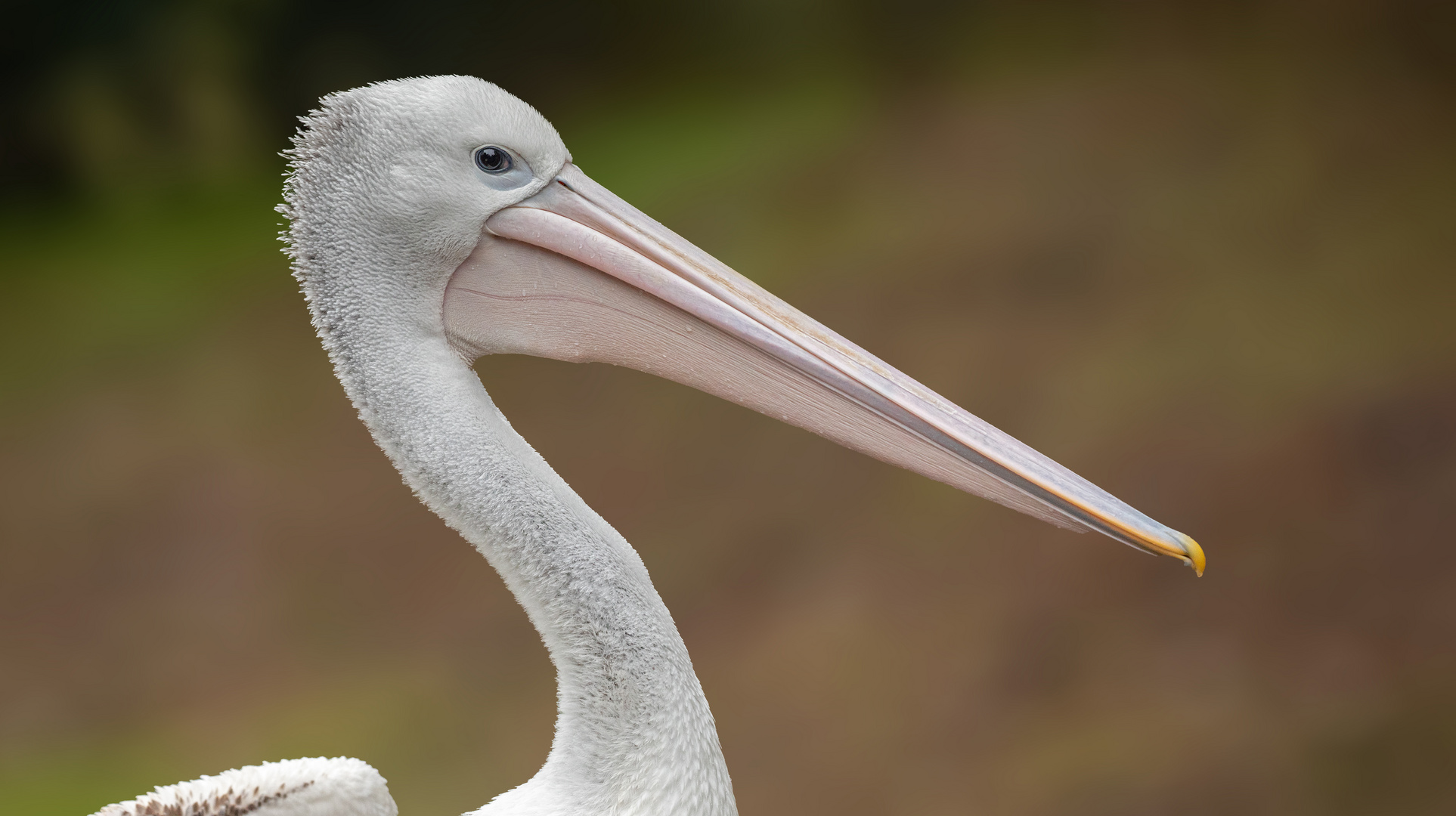 Brillenpelikan-Portrait 001 Foto & Bild | deutschland, europe ...