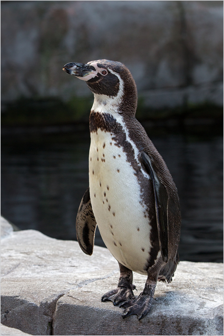 Brillenpinguin Foto & Bild | natur, zoo, tiere Bilder auf fotocommunity