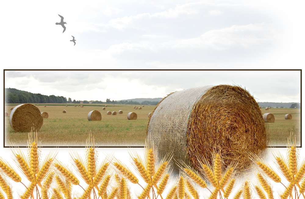 bringt die Ernte ein ... Foto & Bild | landschaften, sommer, natur ...