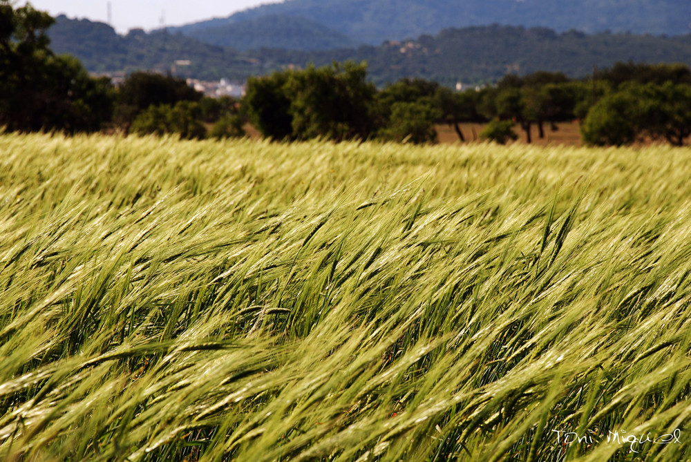 Brisa de Primavera Imagen & Foto | paisajes, naturaleza Fotos de ...