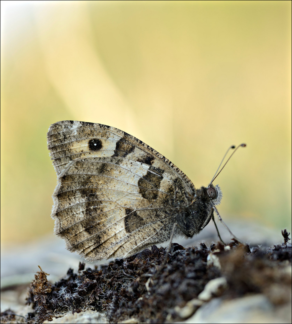 - briseis - Foto & Bild | tiere, wildlife, schmetterlinge Bilder auf ...