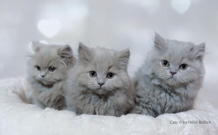Britisch Langhaar Kittens / 1 Foto & Bild | tiere, haustiere, katzen Bilder auf fotocommunity