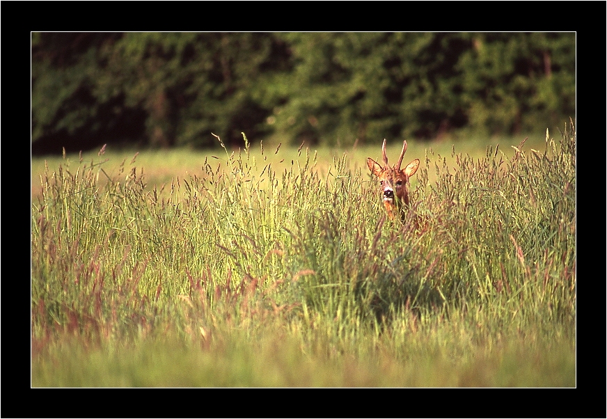 Brocard photo et image | animaux, animaux sauvages, cervidés sauvages ...