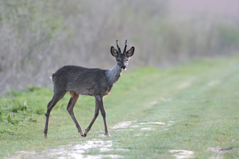Brocard photo et image | animaux, animaux sauvages, cervidés sauvages ...