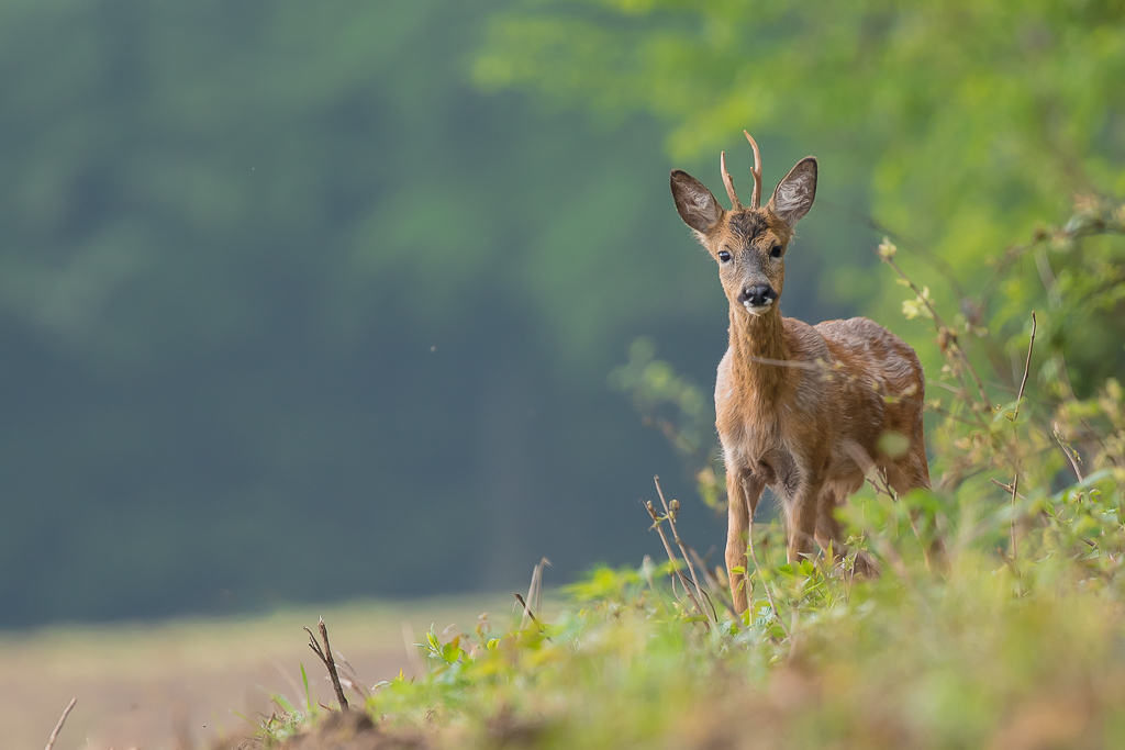 Brocard 140516_IMG_1787 photo et image | chevreuils, nature, animaux ...