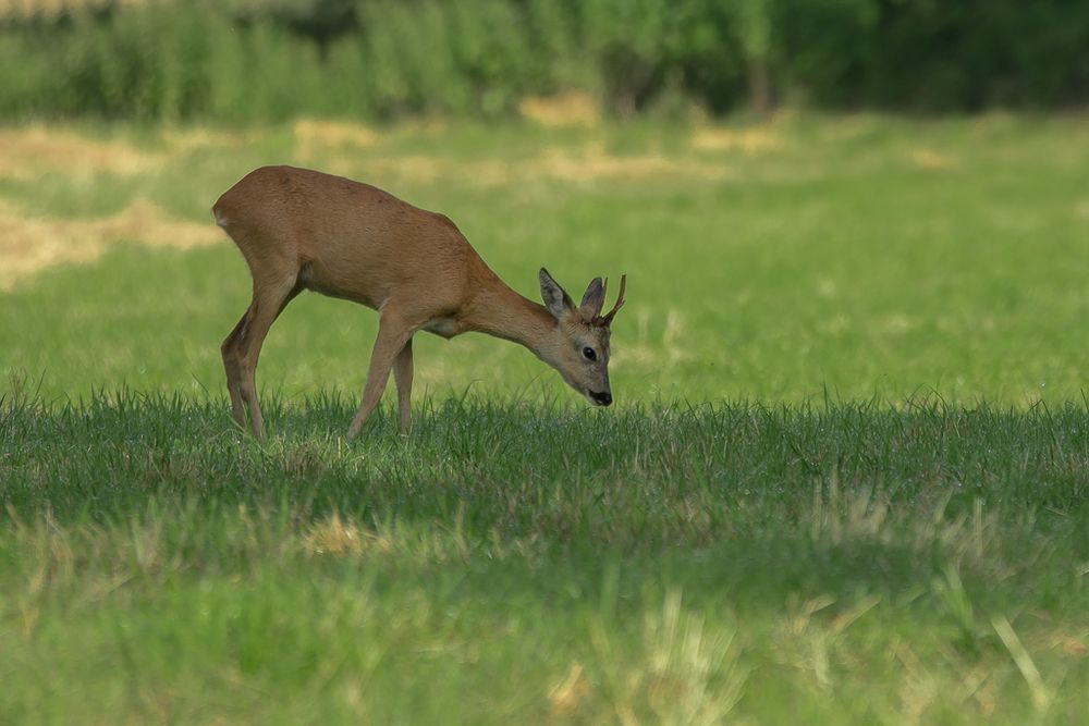 Brocard 150614_IMG_1971 photo et image | chevreuils, animaux, paysages ...