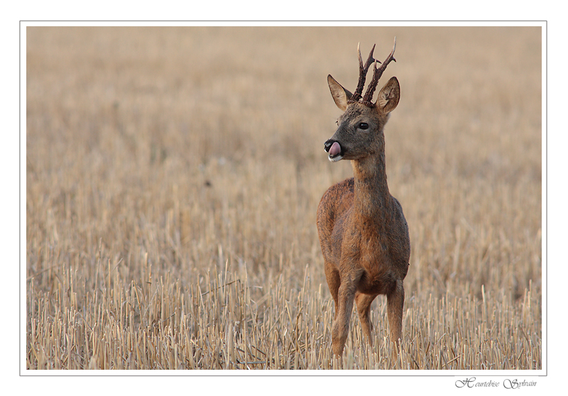 brocard photo et image | animaux, animaux sauvages, cervidés sauvages ...