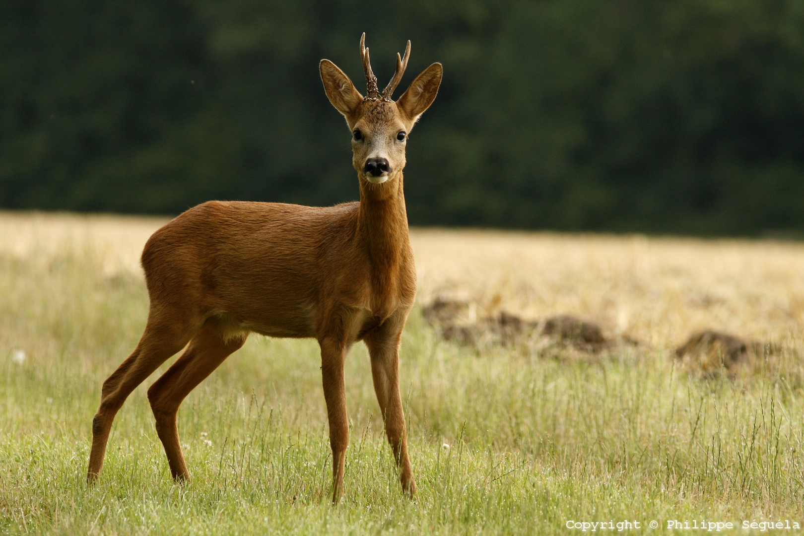 Brocard photo et image | animaux, animaux sauvages, nature Images ...