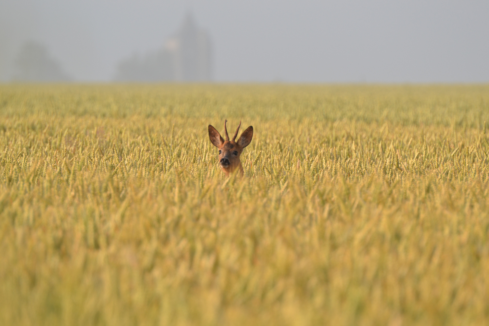 Brocard photo et image | animaux, animaux sauvages, cervidés sauvages ...